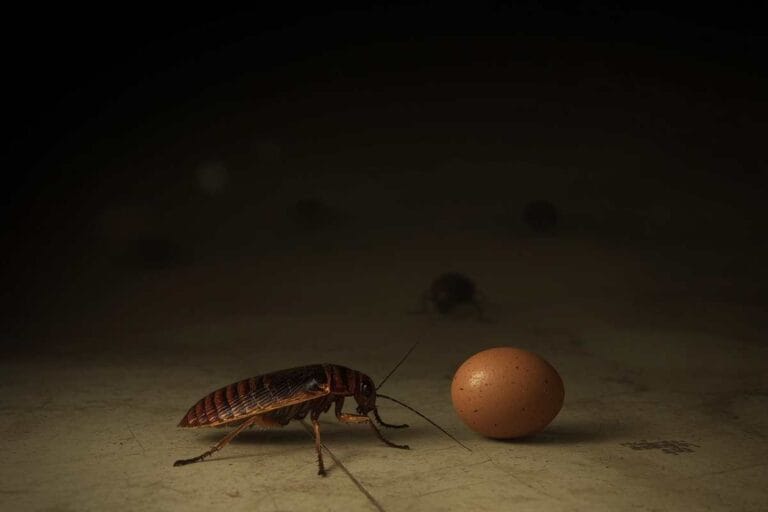 How Many Babies Does a Cockroach Have: Life Cycle and Reproduction ...